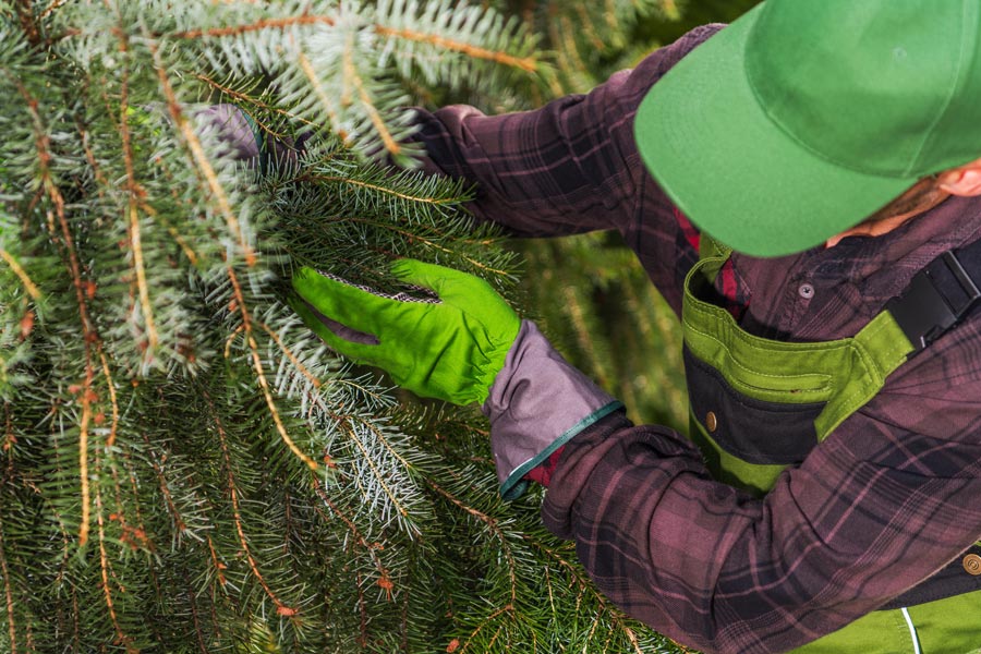 Tree Preservation Services | Watts Tree Service | Portland