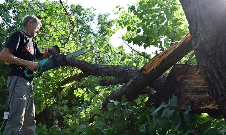 The Most Telling Signs of an Unhealthy Tree