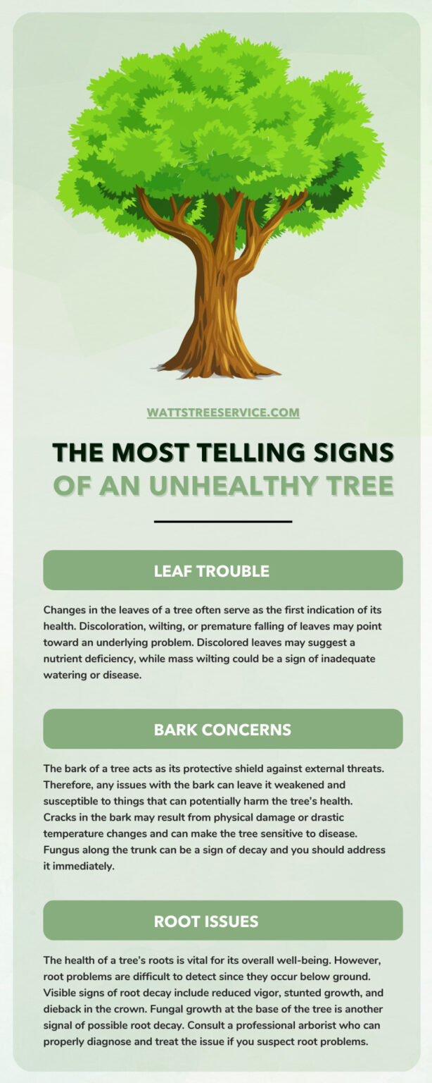 The Most Telling Signs of an Unhealthy Tree