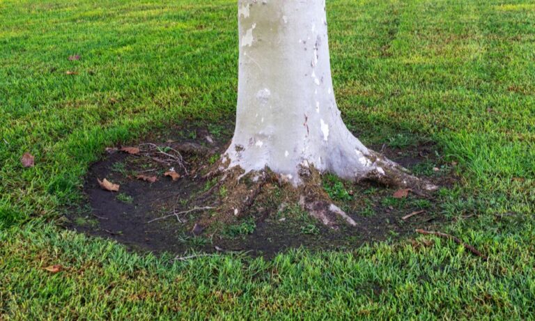 Exploring How Tree Roots Can Damage Your Home