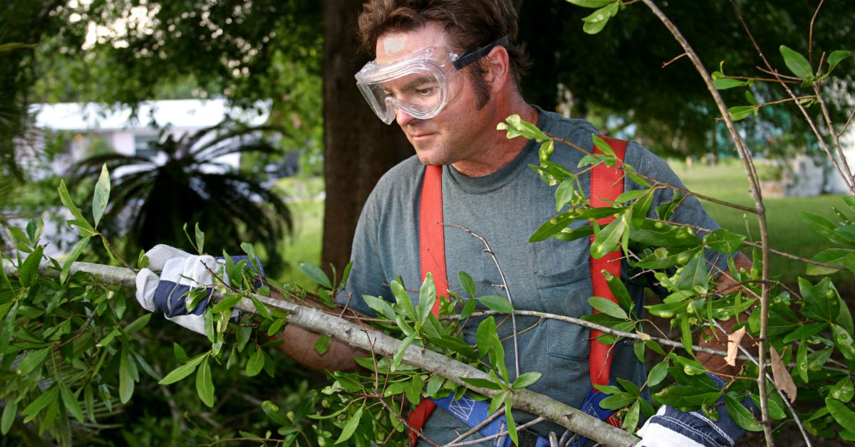8 Key Dos and Don’ts of Tree Pruning and Trimming