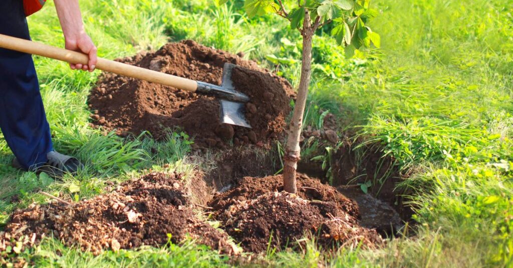 The History of Arboriculture: Evolution and Milestones