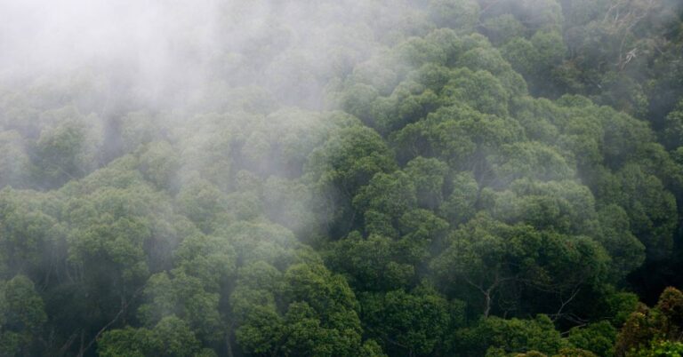 The Complete Guide to Tree Transpiration and Watering Needs