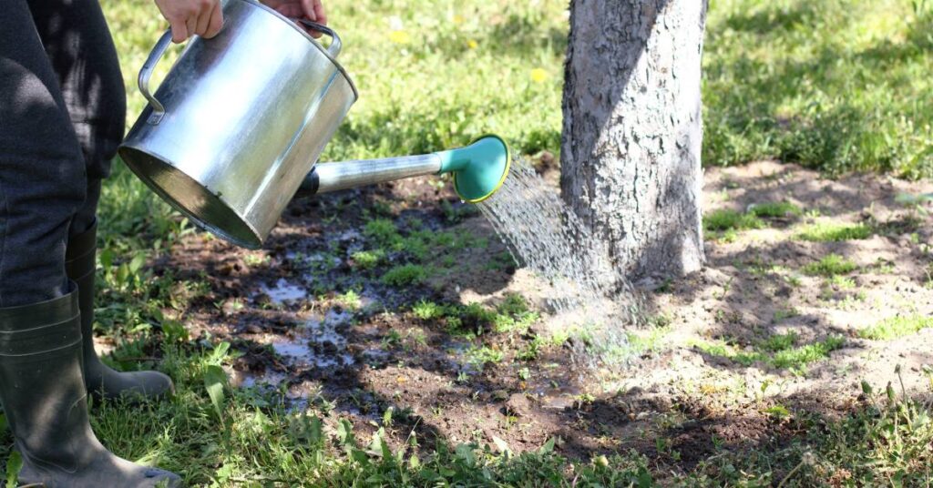 The Complete Guide to Tree Transpiration and Watering Needs