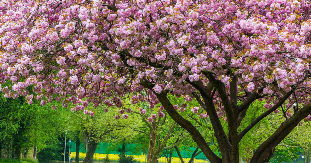 15 Tips for Caring for Flowering Trees in Every Season